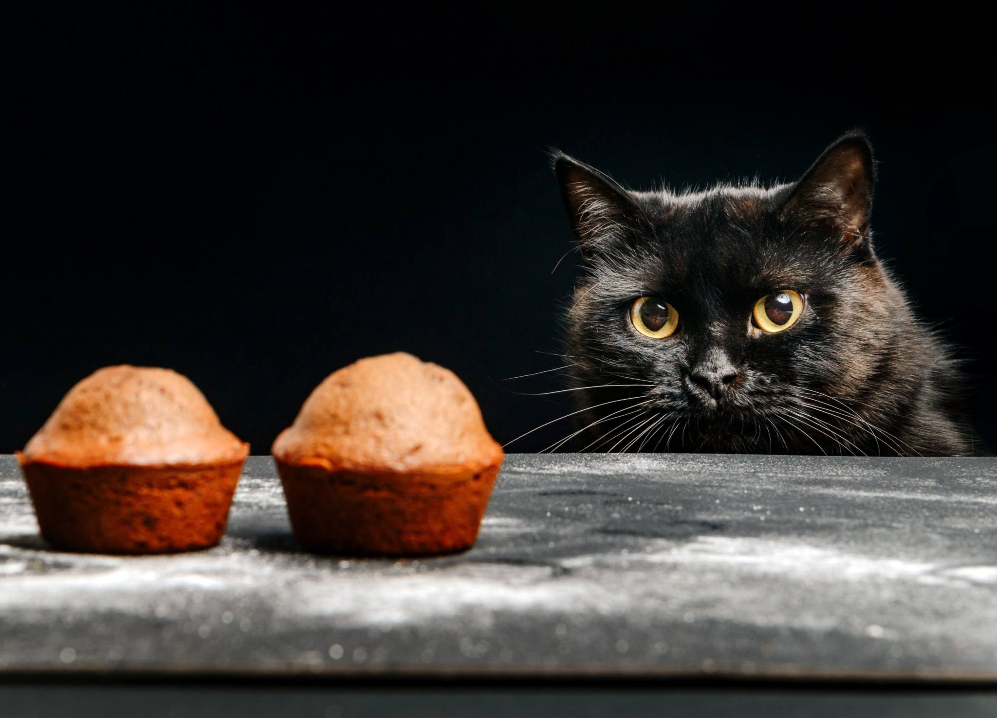 Cats Don’t Have a Sweet Tooth - CSR Sugar